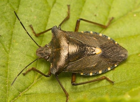 Brown Marmorated Stink Bugs Attacking US Agriculture