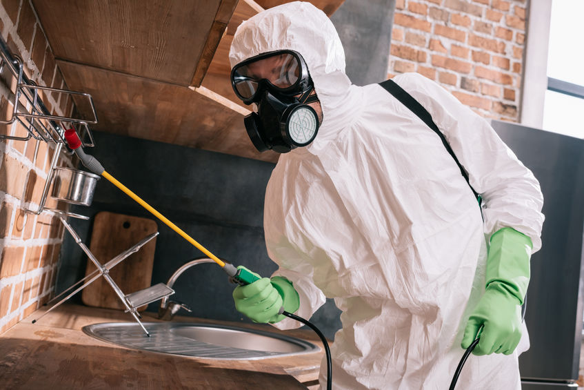 Why You Should Hire a Professional Exterminator - amherstexterminators.com
