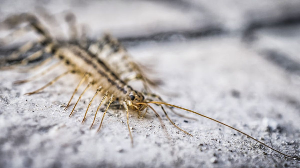 House Centipede Eating Cockroach